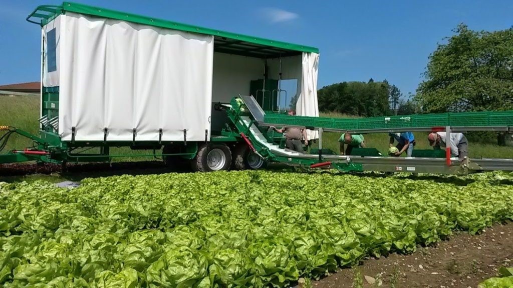 HARVESTING TRAILER FOR VEGETABLES | MAT-HARVESTING